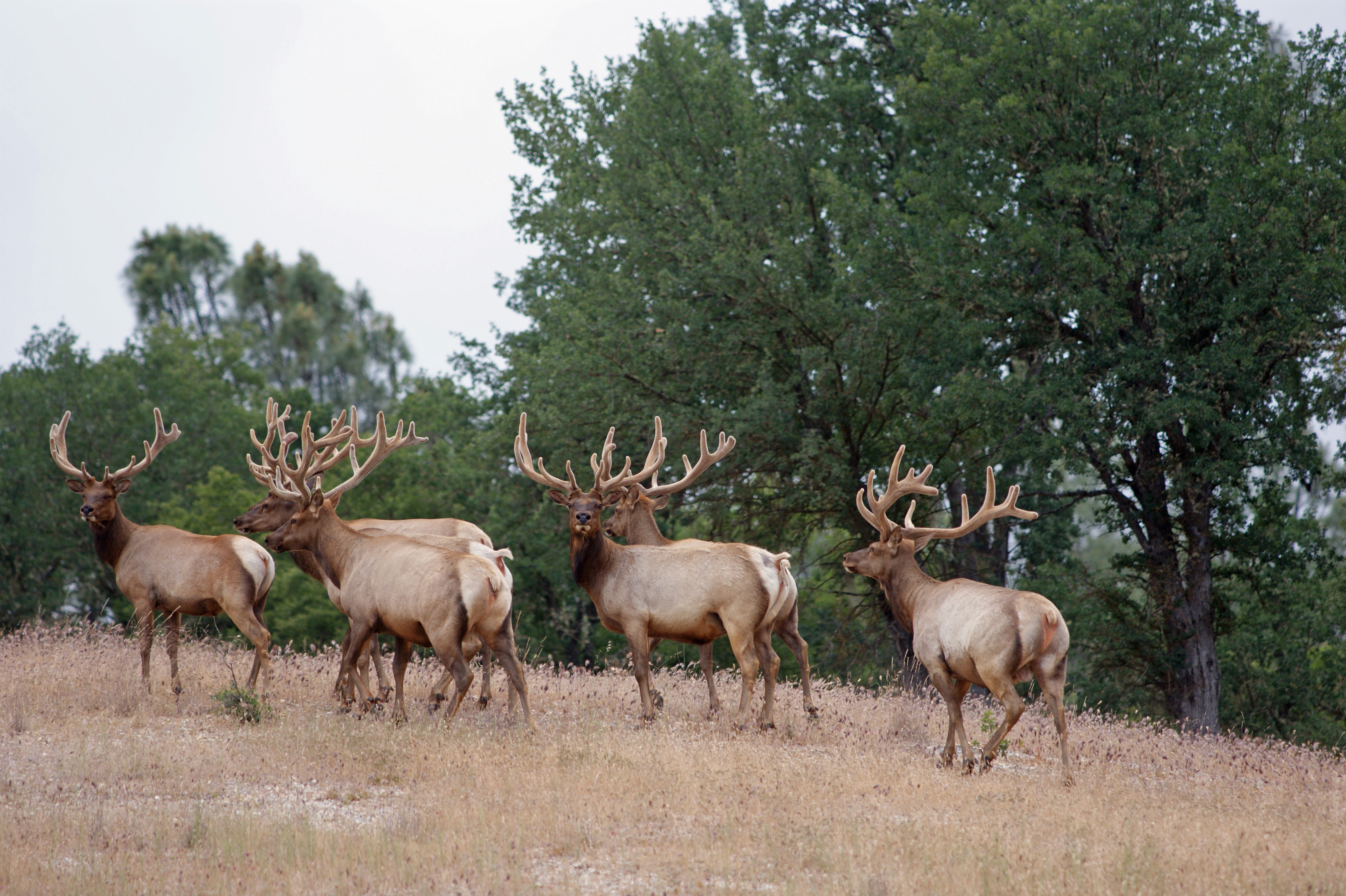 FHL H&F Program (About Us) - Fort Hunter Liggett - iSportsman