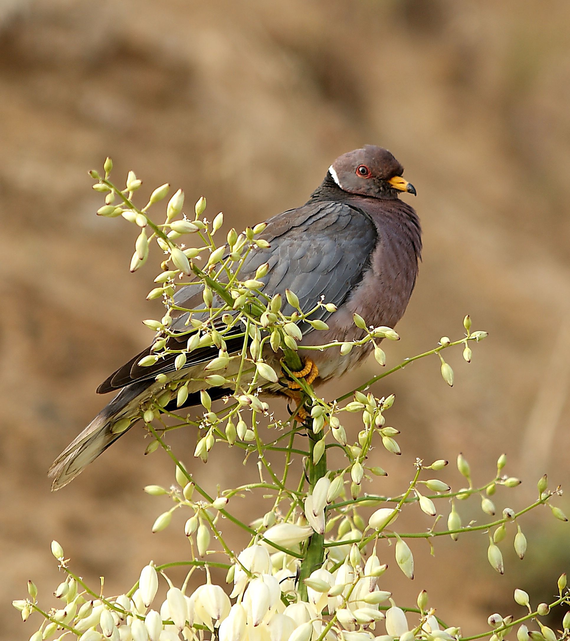FHL H&F Program (About Us) - Fort Hunter Liggett - iSportsman