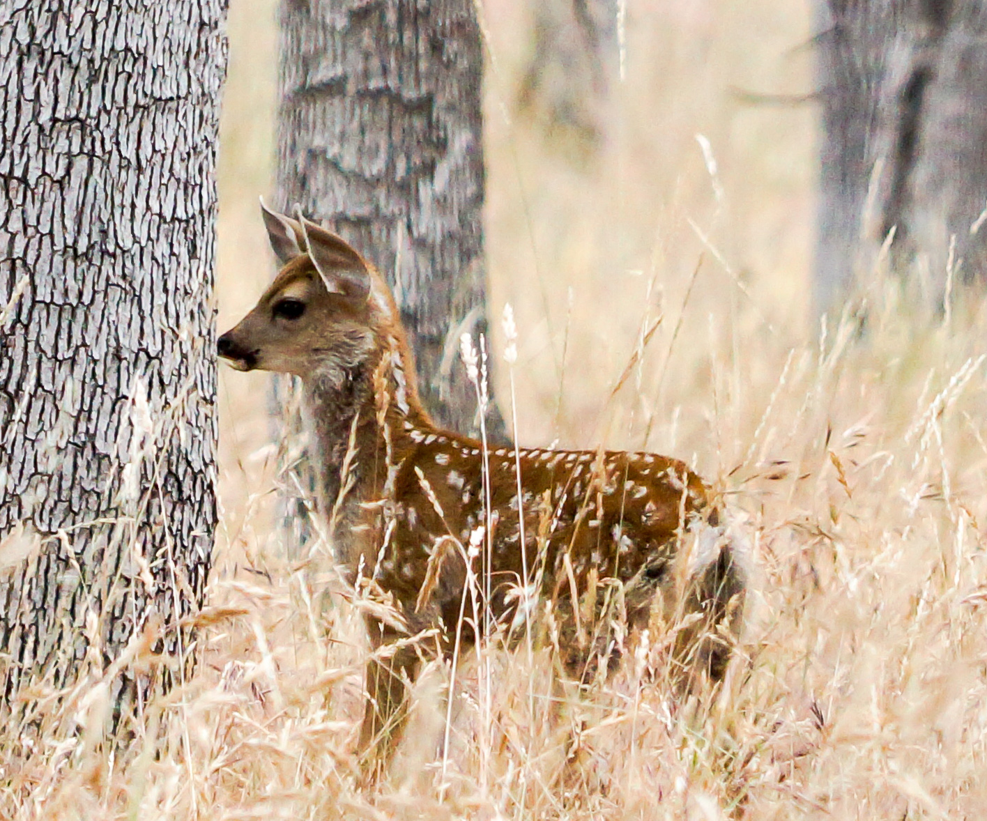 FHL H&F Program (About Us) - Fort Hunter Liggett - iSportsman