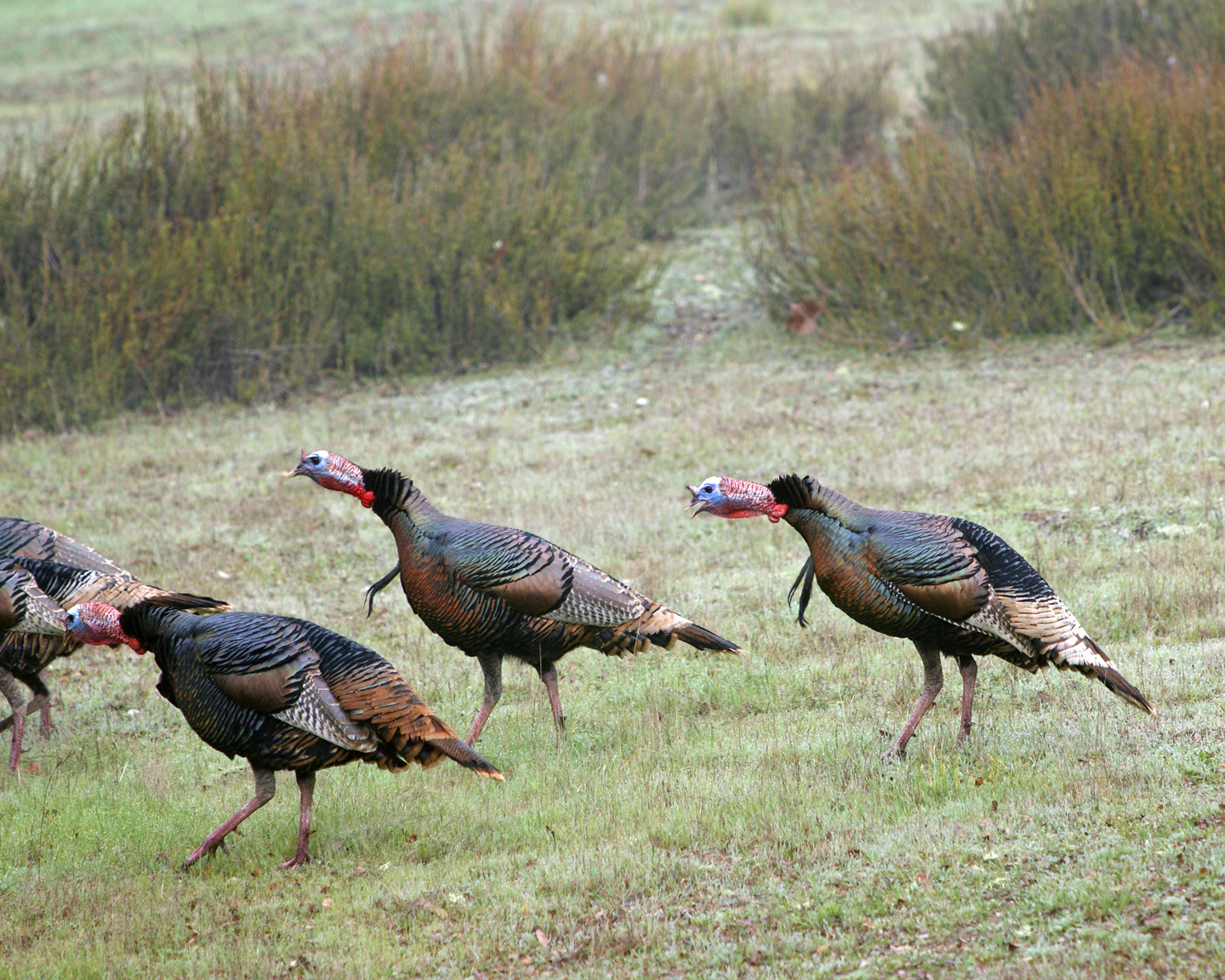 FHL H&F Program (About Us) - Fort Hunter Liggett - iSportsman